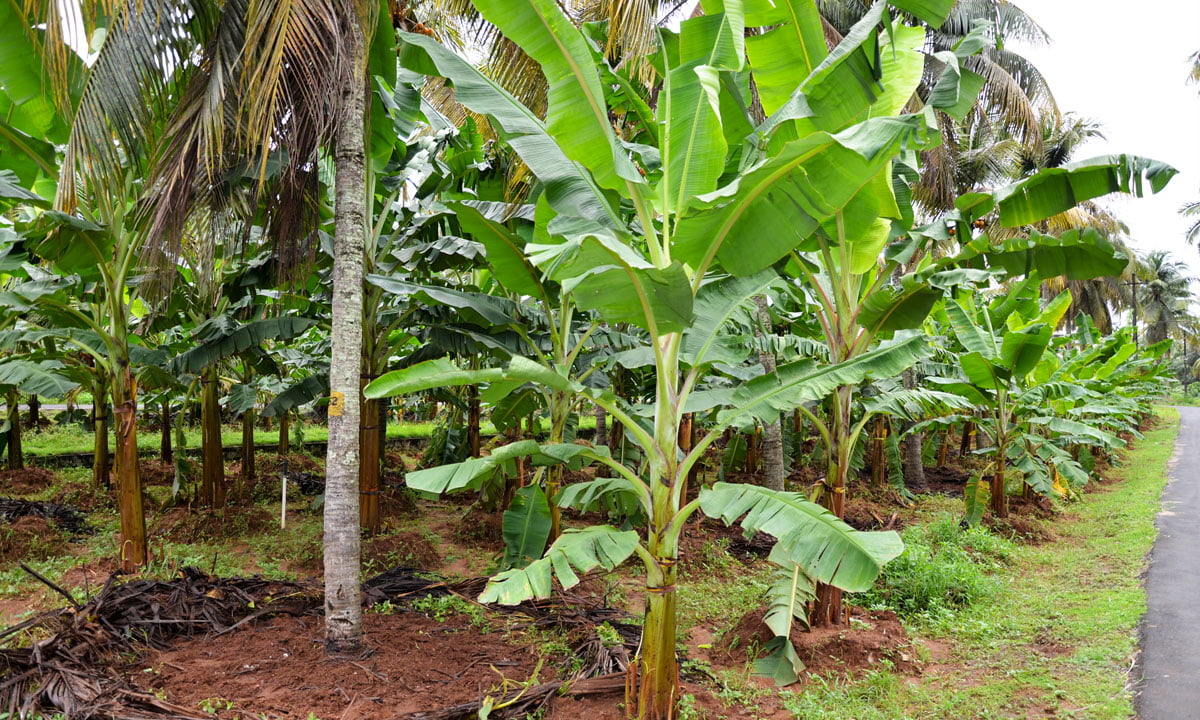 Intercropping With Coconut Revitalising Coconut Farming In Southeast